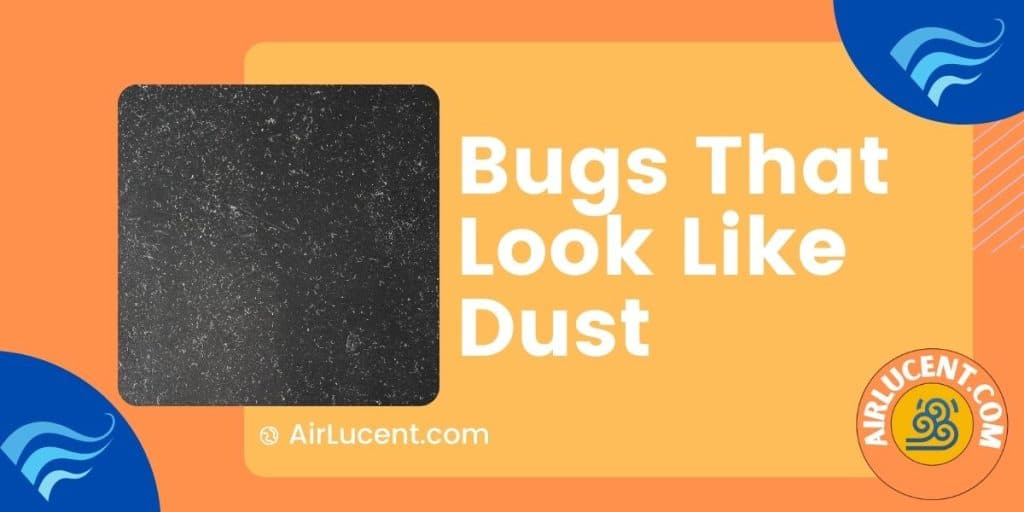 Bugs That Look Like Dust Identifying The Tiny White Or Brown Bugs 9093