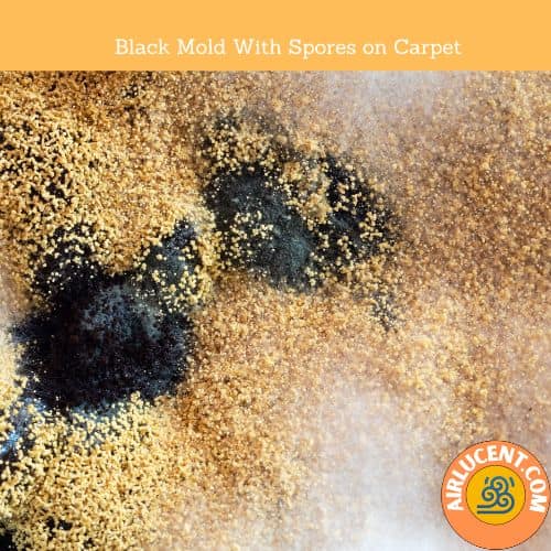 What Does Black Mold Look Like? (Harmless & Toxic Black Mold Pictures ...