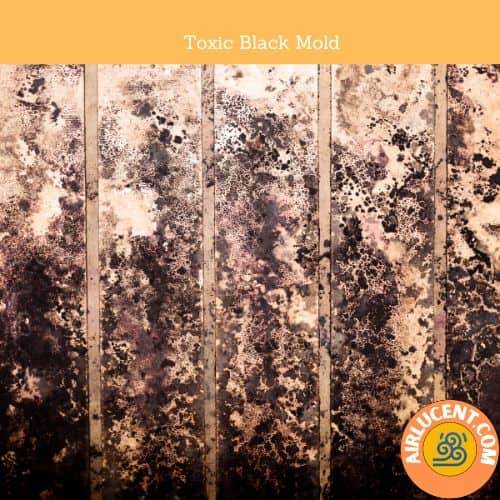 What Does Black Mold Look Like? (Harmless & Toxic Black Mold Pictures ...